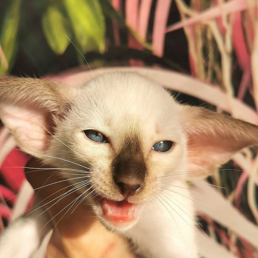 Ориентальные котята