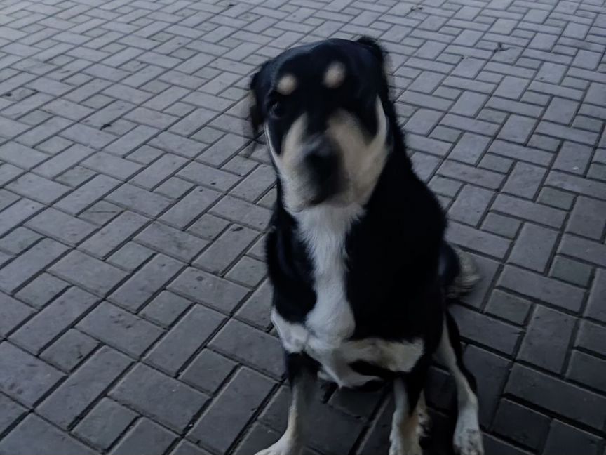 Собаки бесплатно в добрые руки