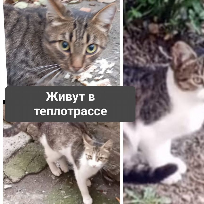 Взрослая кошка в добрые руки