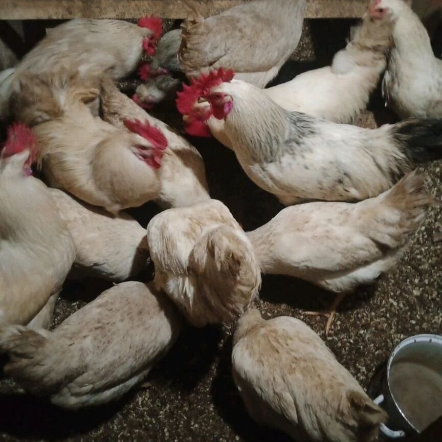 Продам петухов