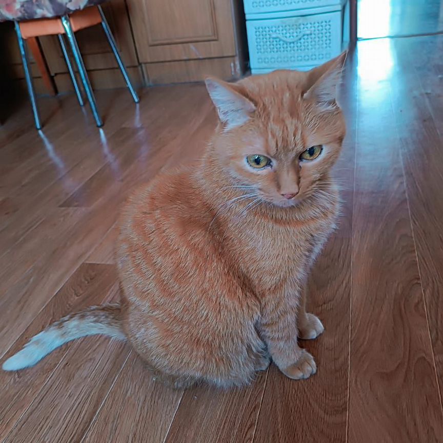 Отдам кота В Добрые руки бесплатно