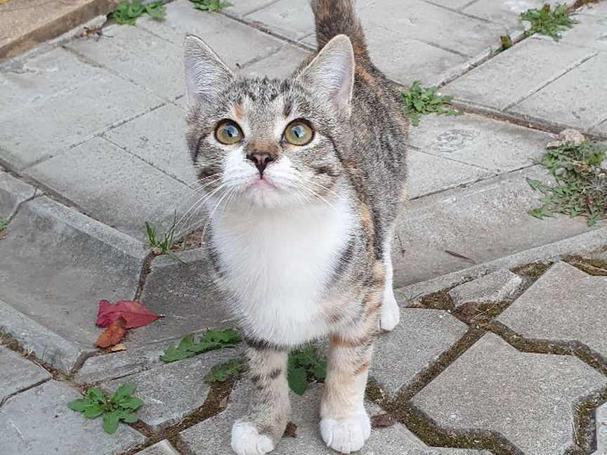 Кошечка красотка