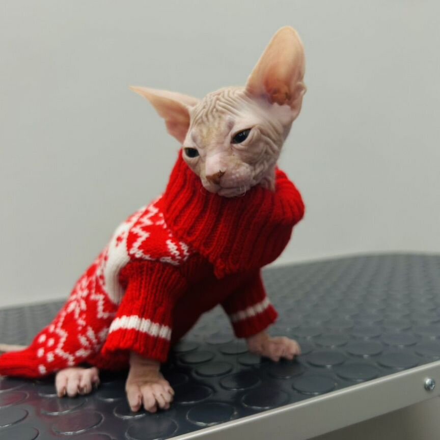 Канадский сфинкс мальчик