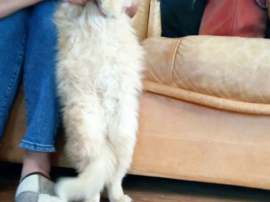 Котомальчик 5-6 мес