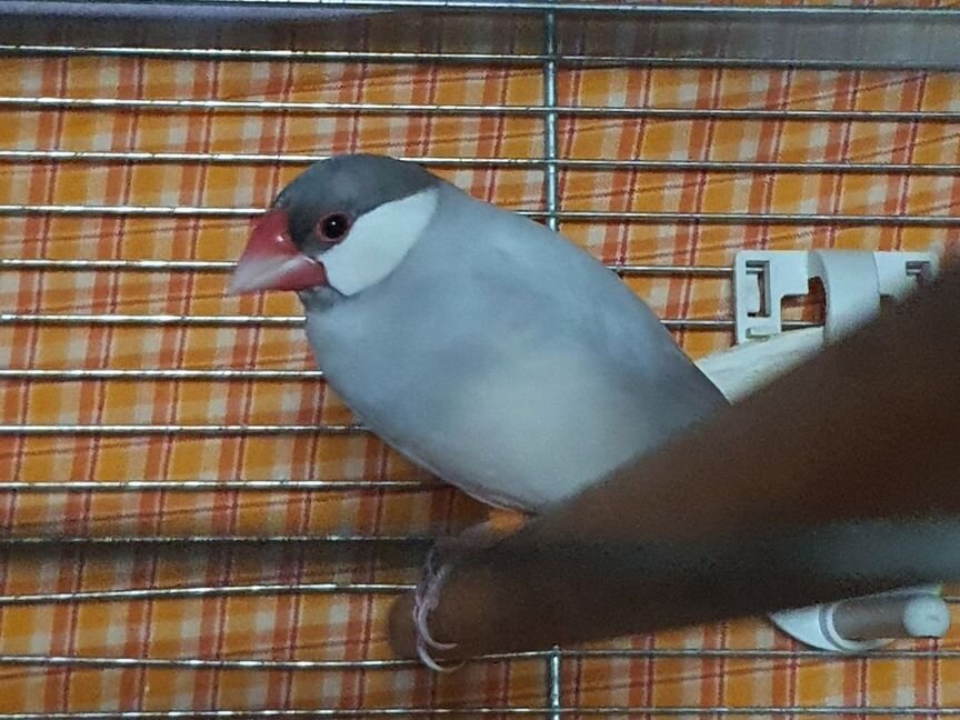 Рисовая амадина. Самец