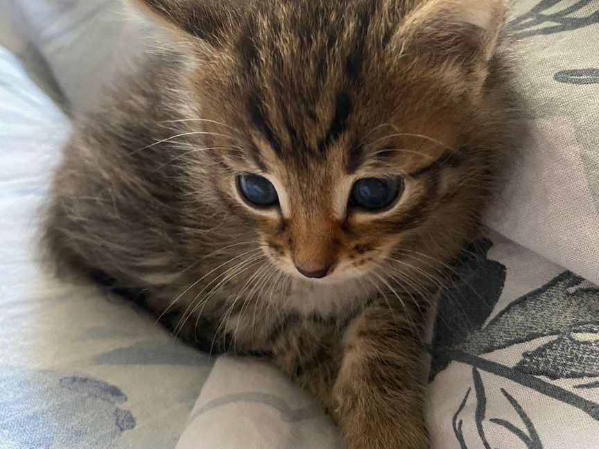 Котёночек, который очень ищет дом