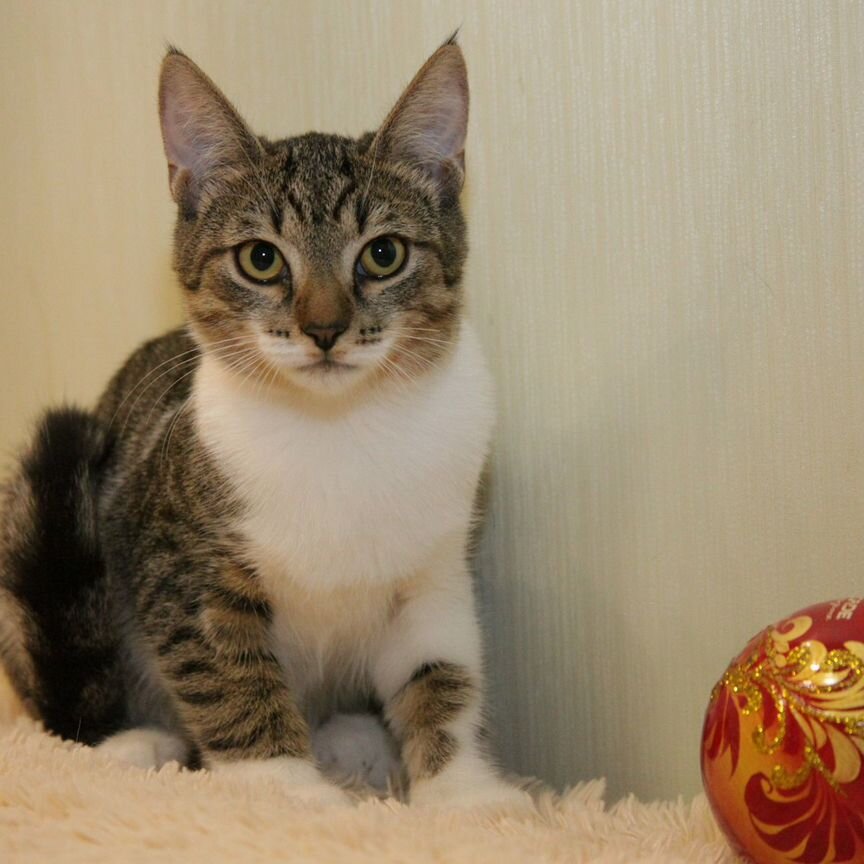 Добрейшая кисонька Машенька 7 месяцев