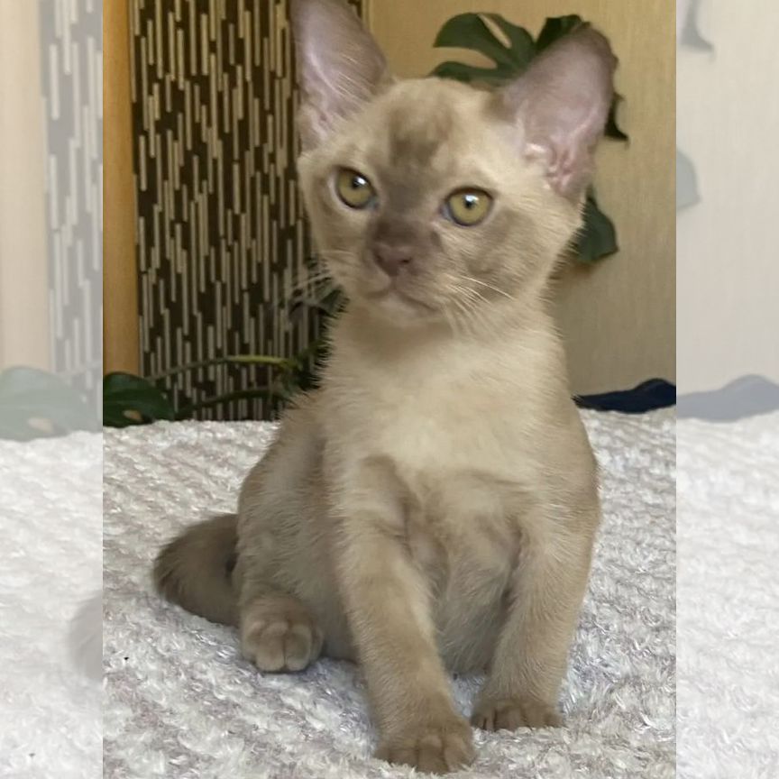 Европейский бурманский котёнок