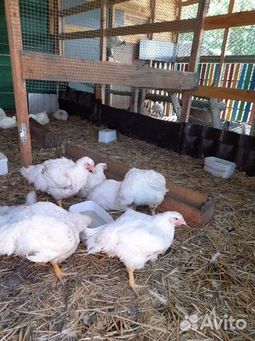 Куры бройлеры живым весом