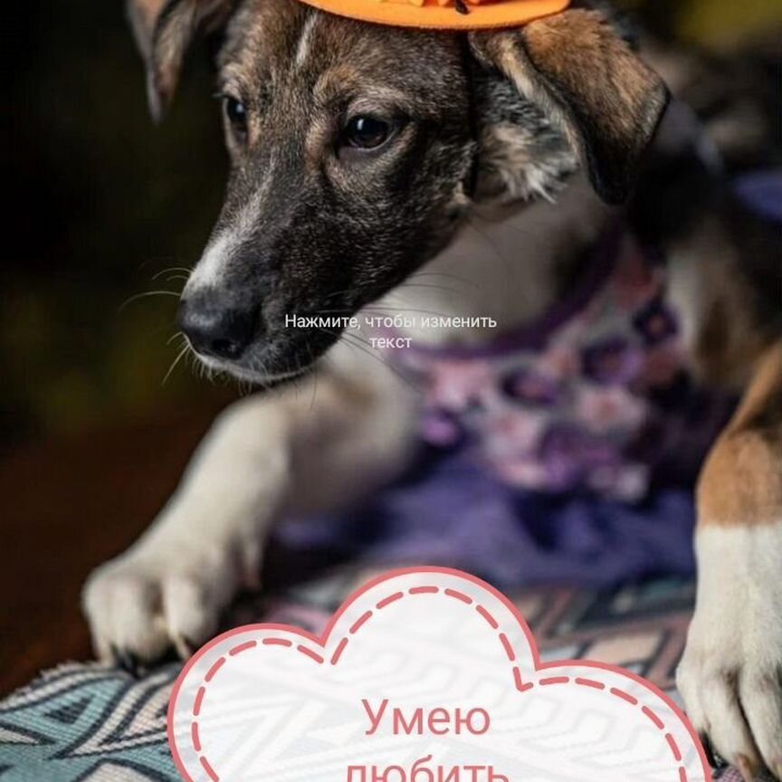 Ингрит, метис якутенок
