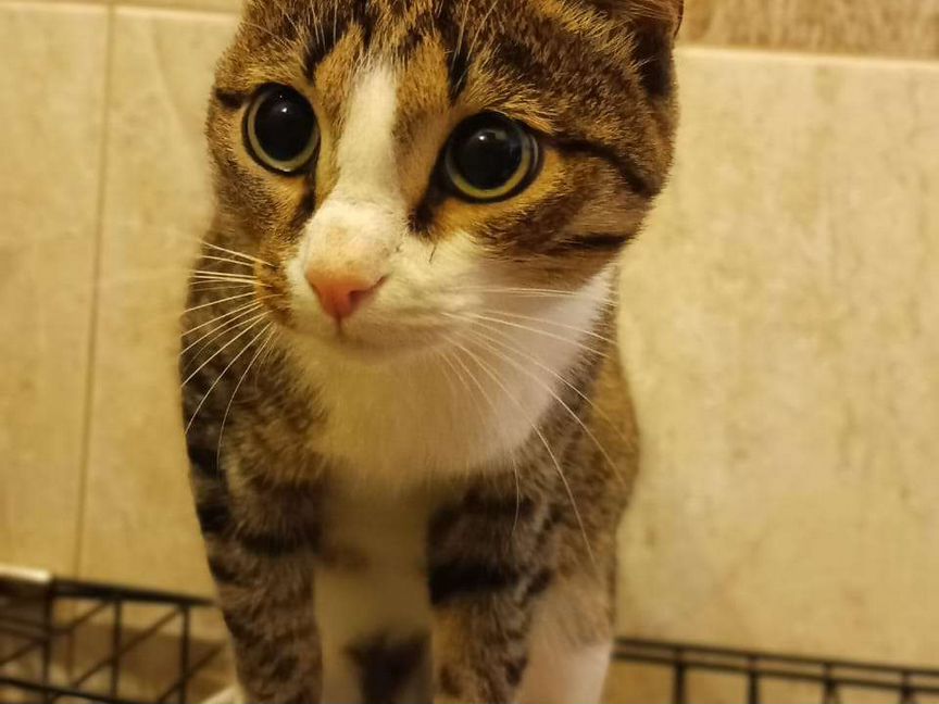 Отдам котикк