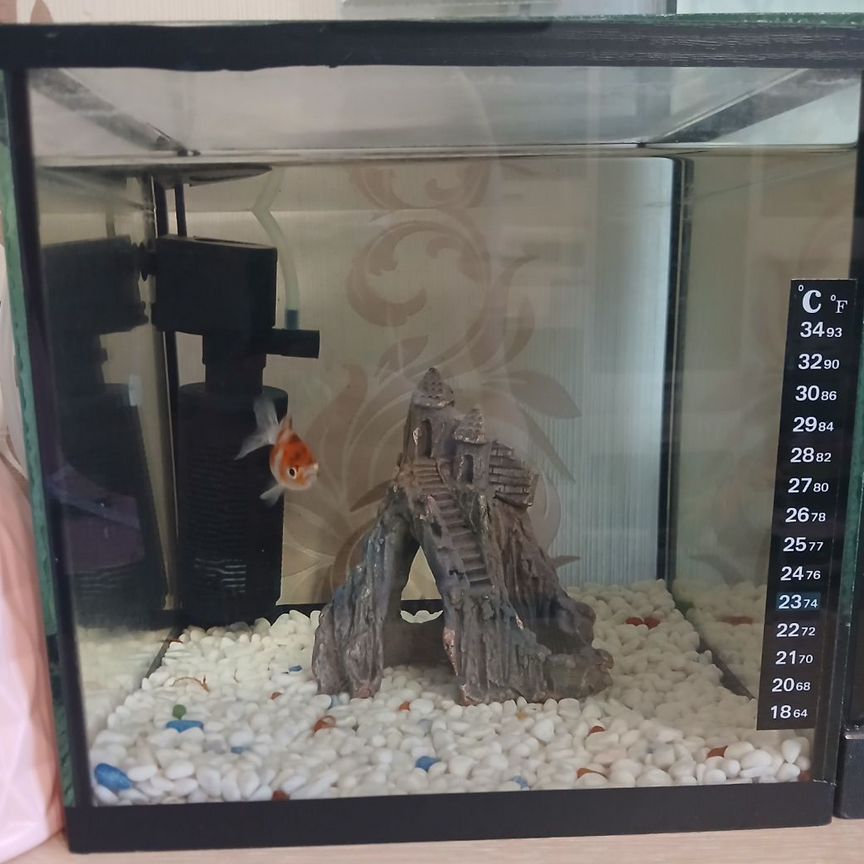 Аквариум с золотой рыбкой