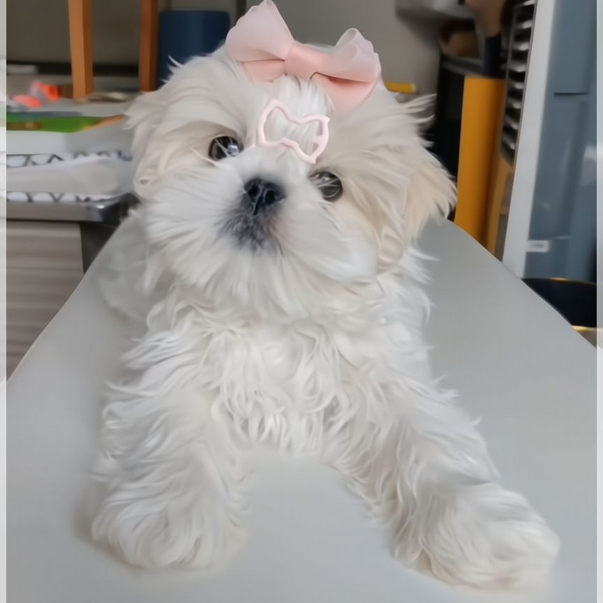 Ши-тцу, щенок