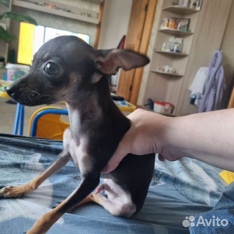 Мини той-терьер