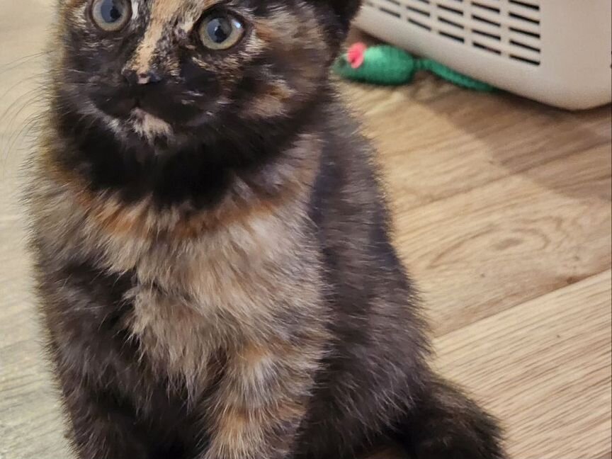 Котёнок 2 месяца кошка