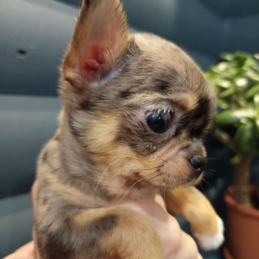 Мальчишечка