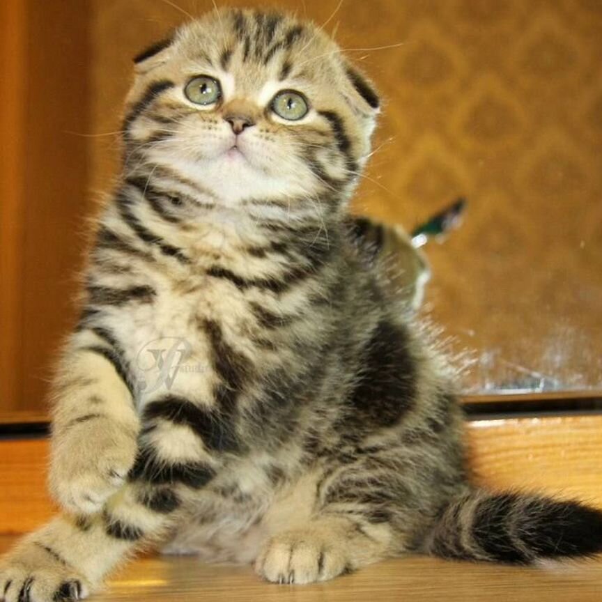 Шотландские Мраморные вислоухие котята
