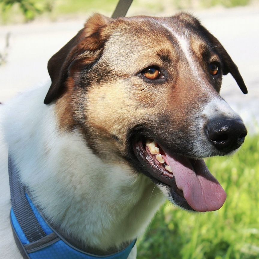 Лютик ищет дом