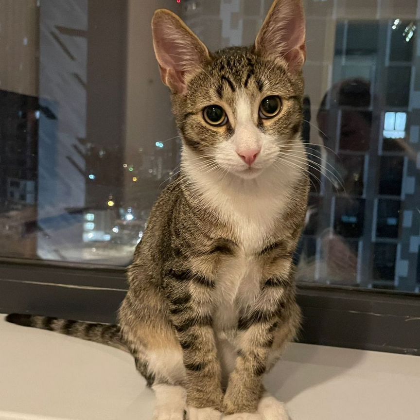 Котёнок Харли в добрые руки. Бесплатно