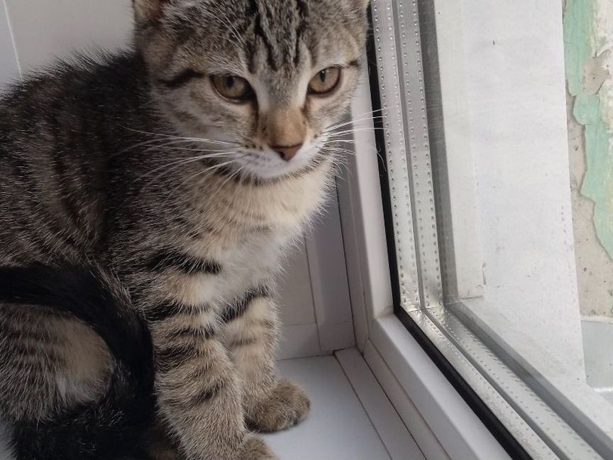 Котëнок