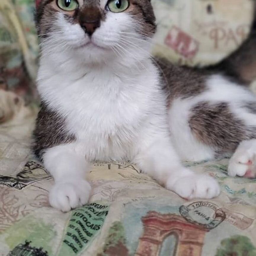 Отдам бесплатно