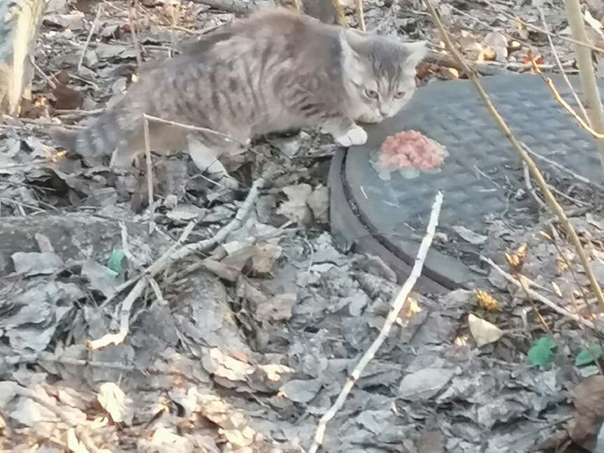 Спасите котэ