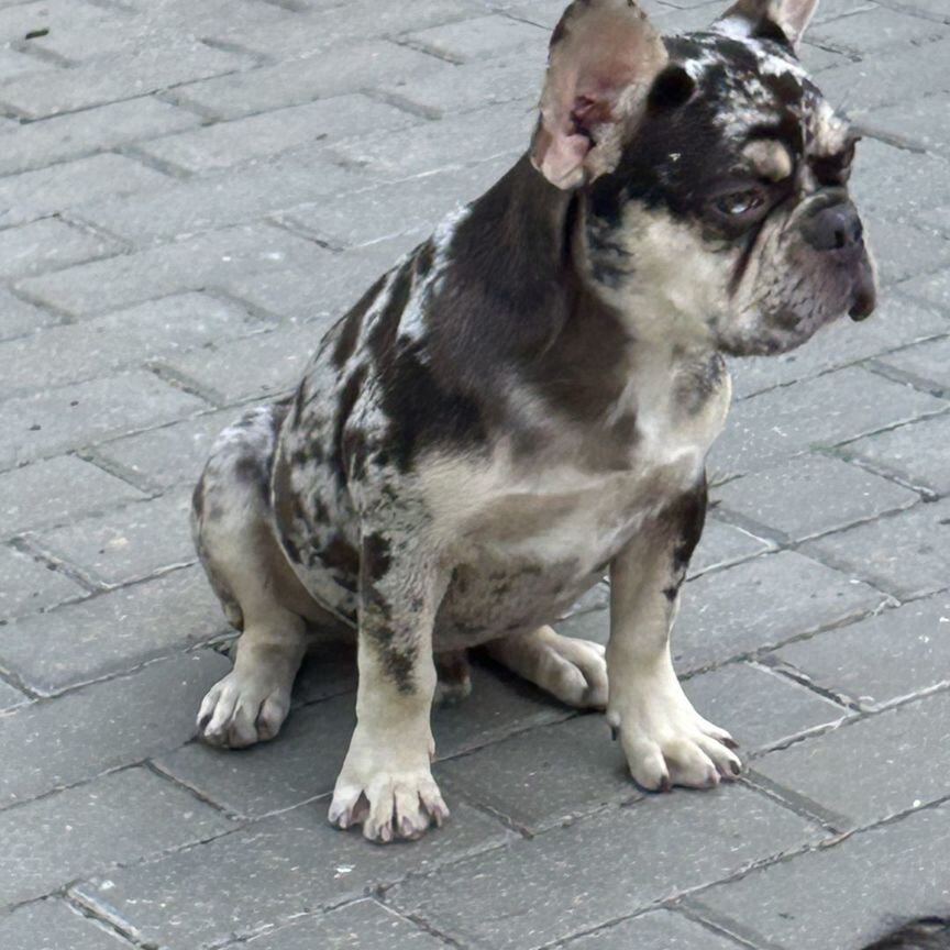 Французский бульдог щенки мерле