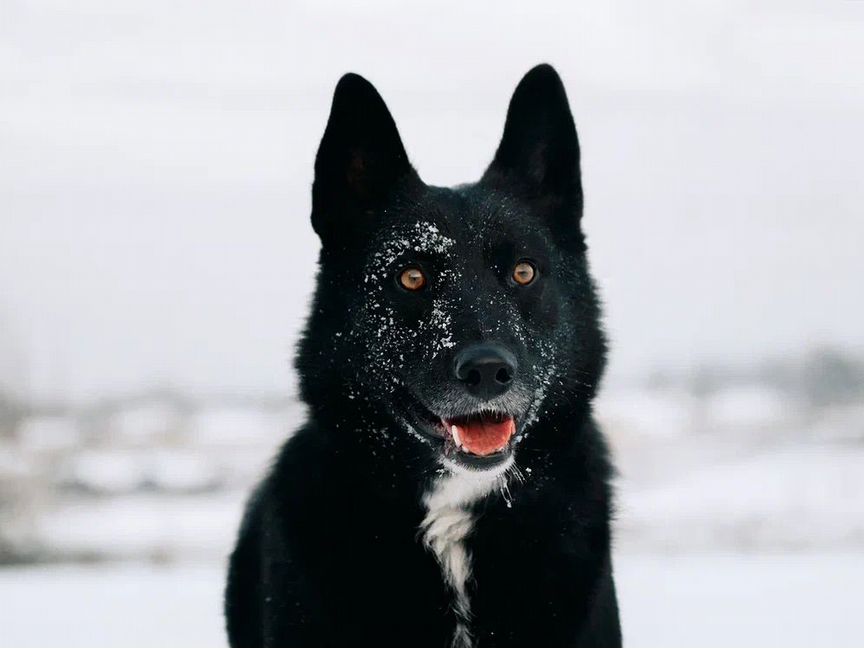 Лайка в добрые руки бесплатно