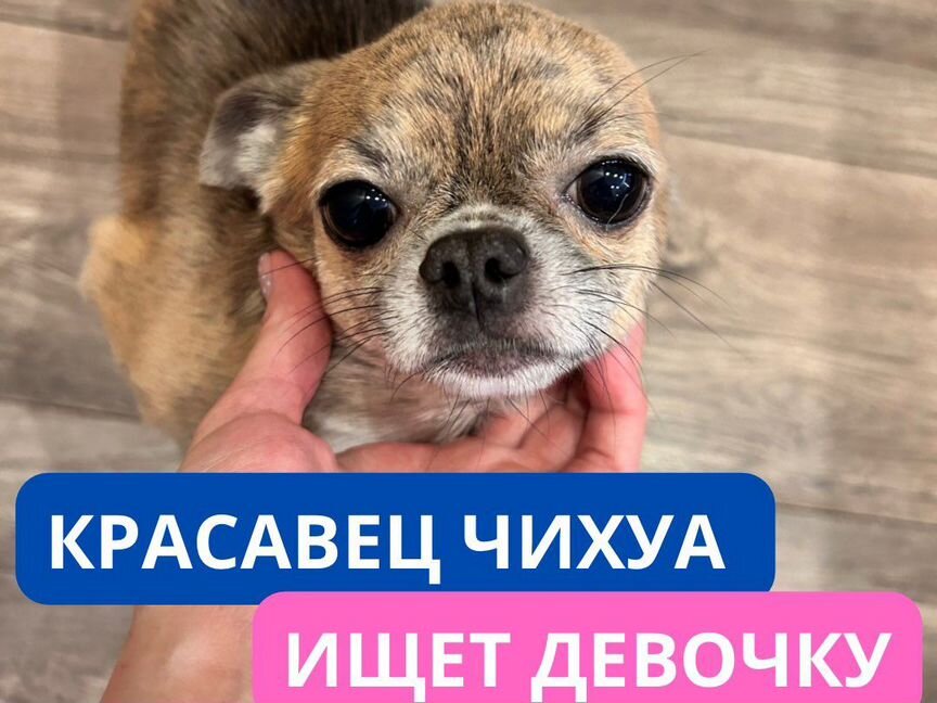 Вязка чихуахуа