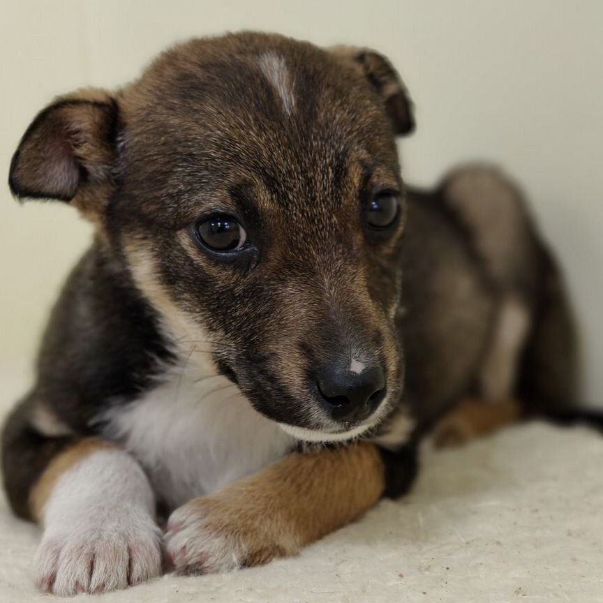 Щенок в добрые руки