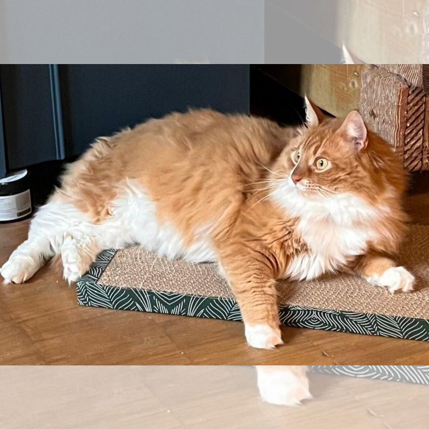 Взрослый кот в добрые руки