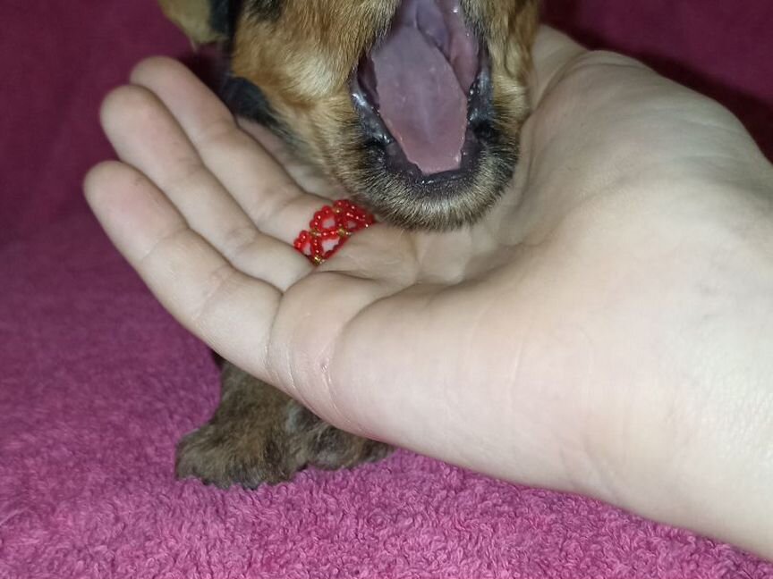 Йоркширский терьер