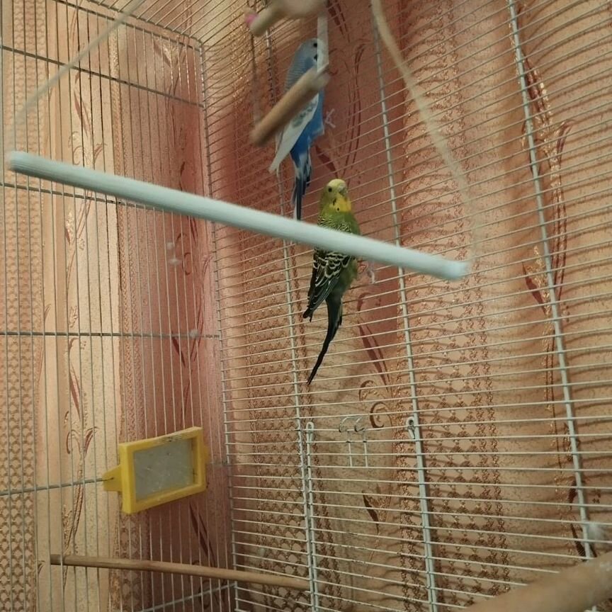 Попугаи волнистые два