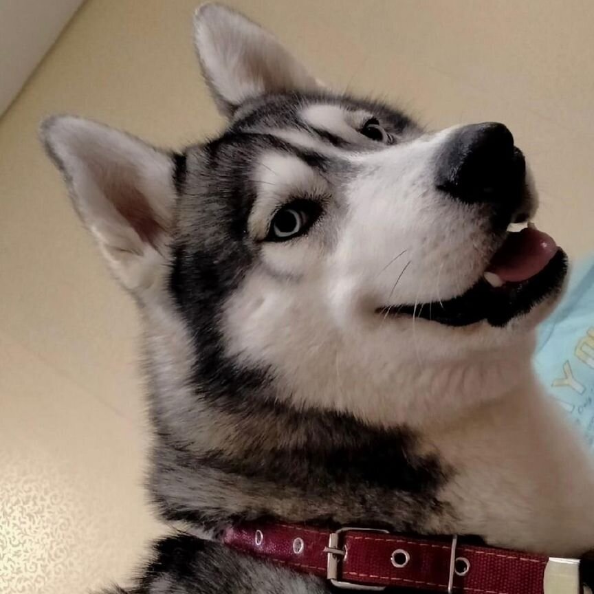 Сибирский хаски