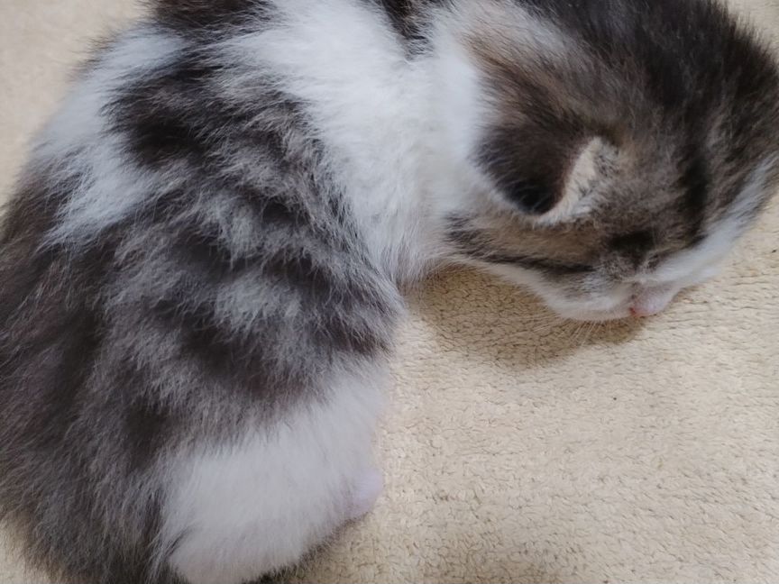 Продам котят