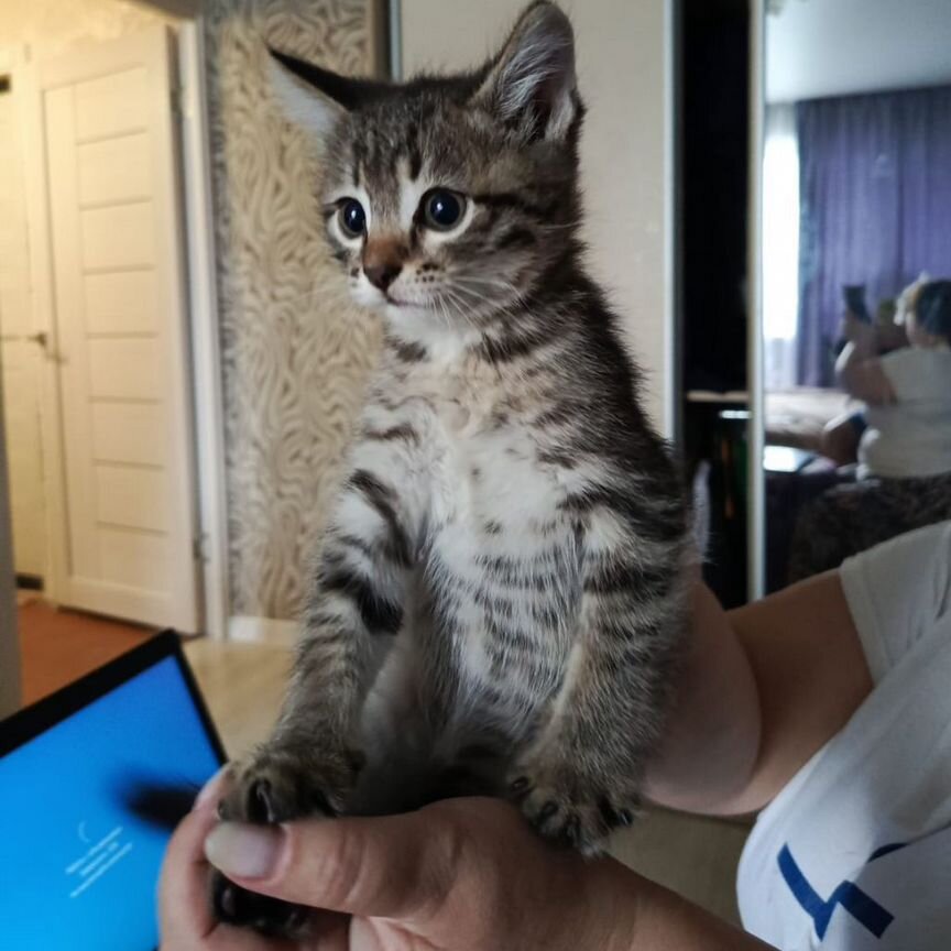 Котят в хорошие руки