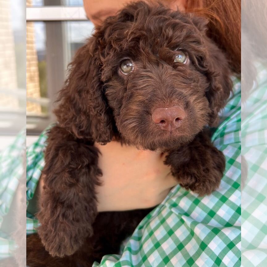 Шоколадная девочка испанская водяная