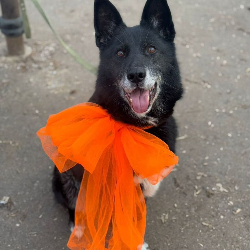 Наоми. Собака ищет дом