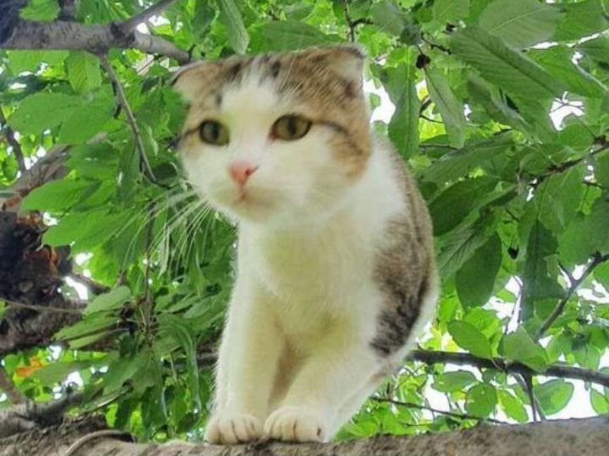 Шотландская