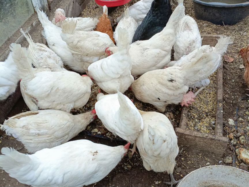 Куры несушки продам