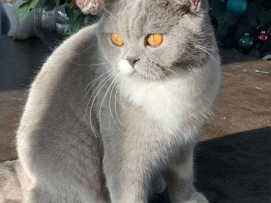 Британская кошка