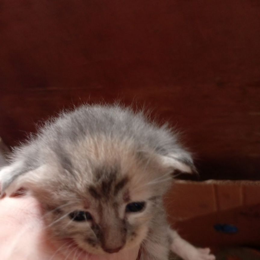 Котята вислоухие