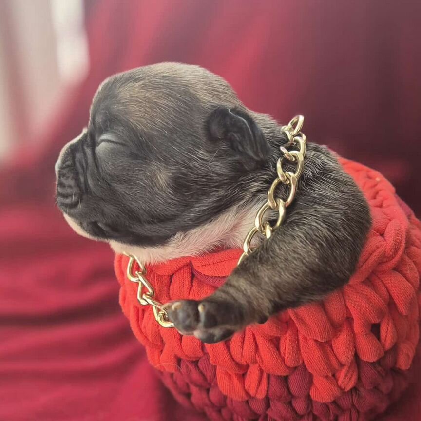 Французский бульдог