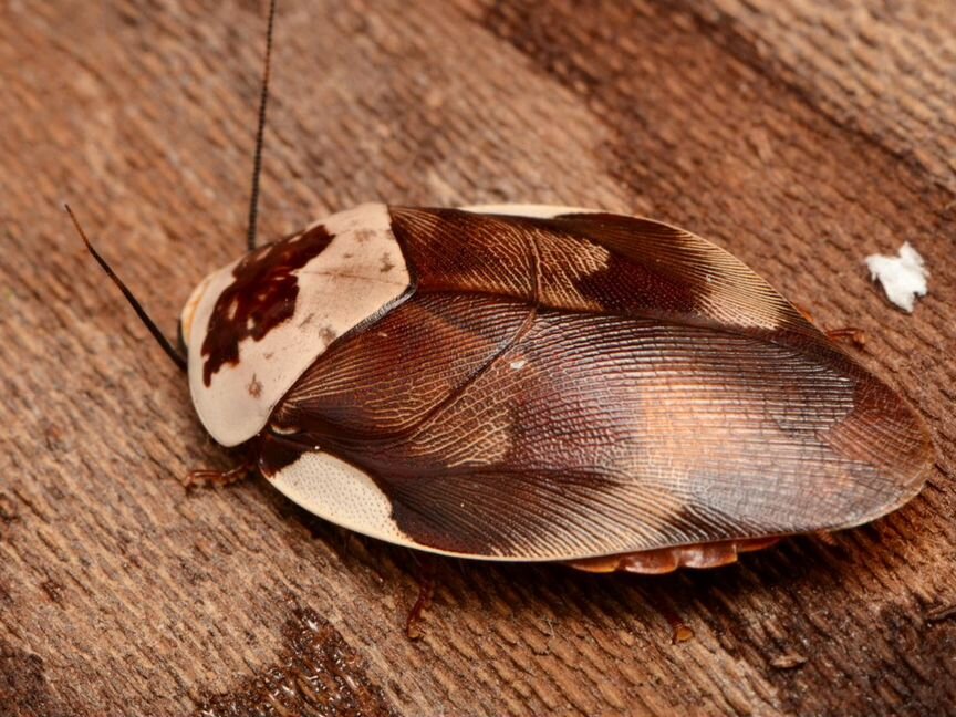 Тропические тараканы