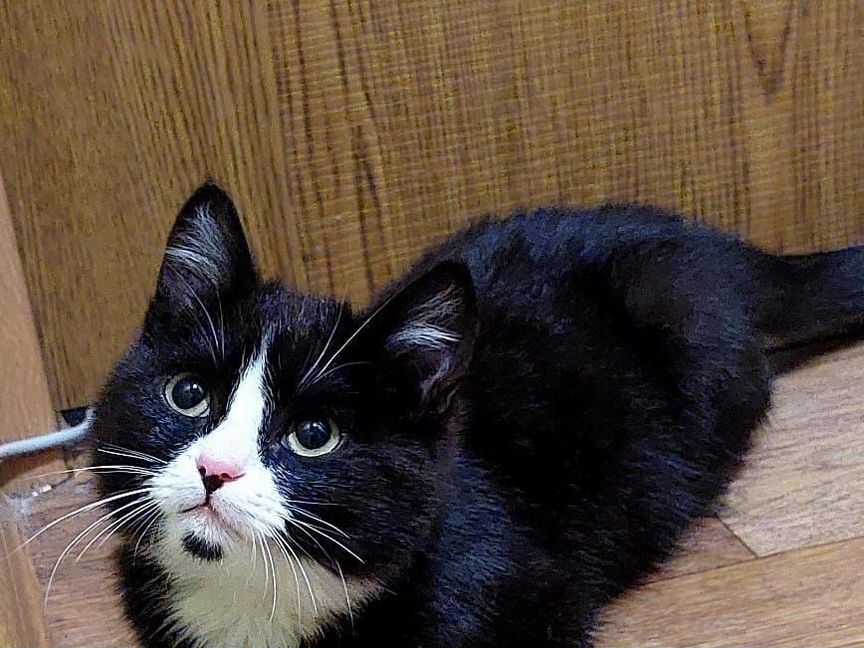 Котёнка чуть не раздавили машины