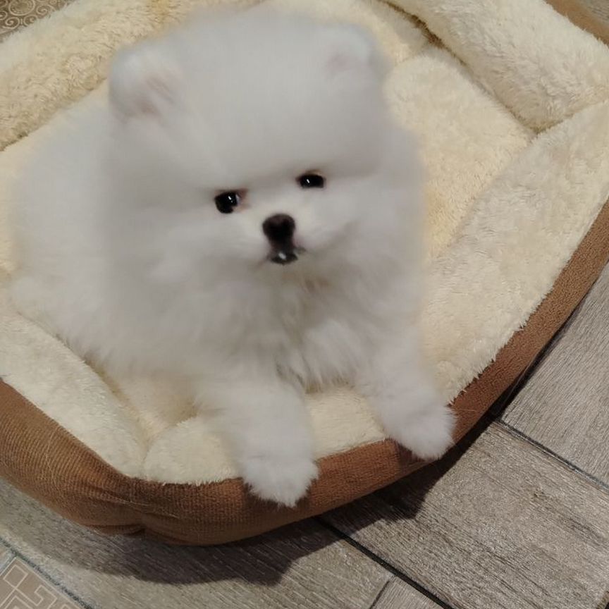 Померанский шпиц, щенок