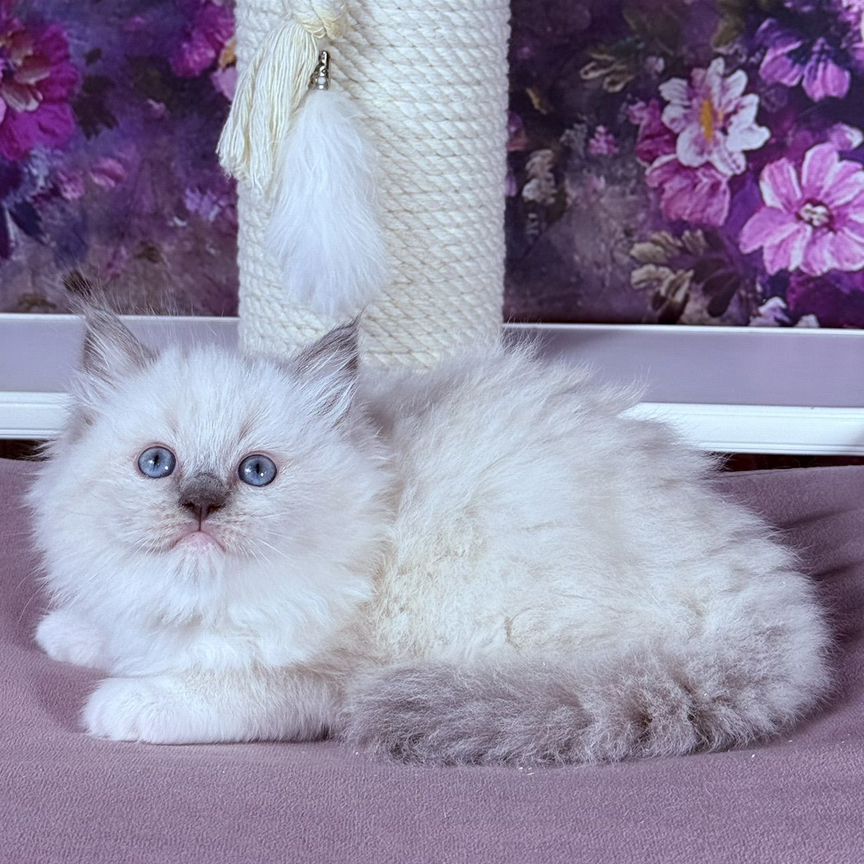 Рэгдолл котёнок