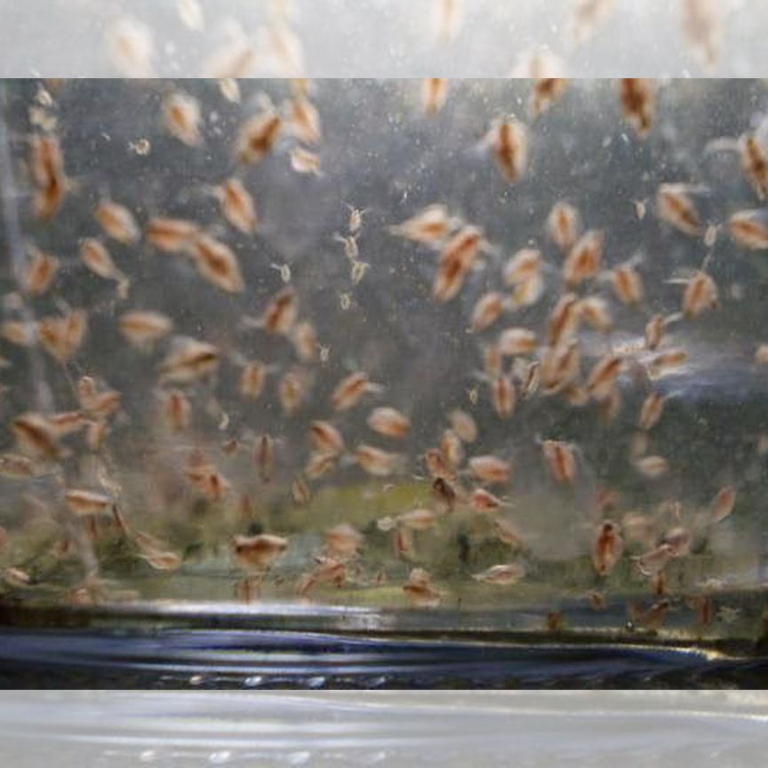 Дафния Магна