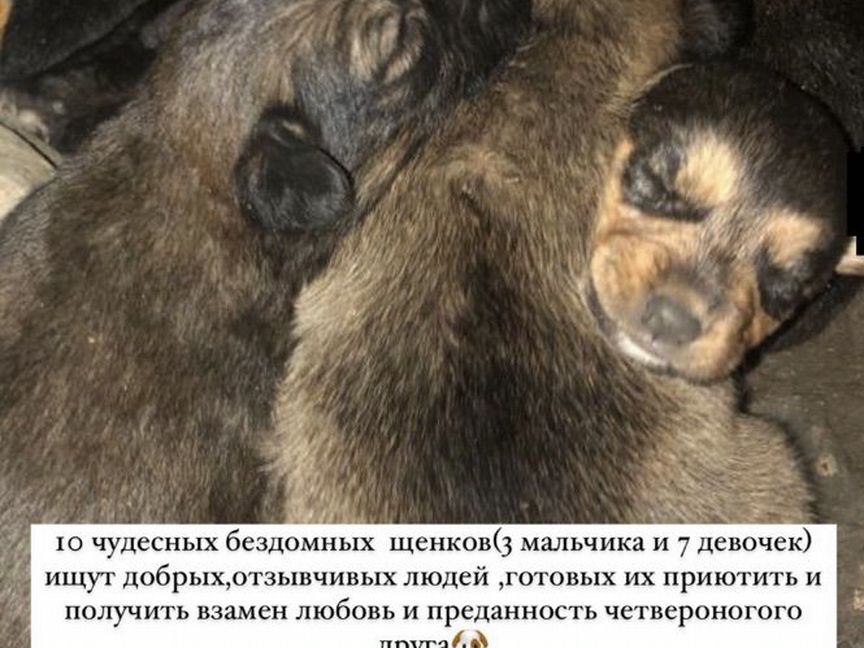 Маленькие собачки щенята в добрые руки