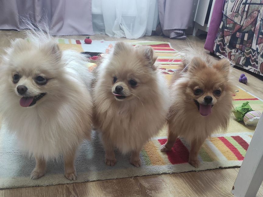 Девочки красавицы